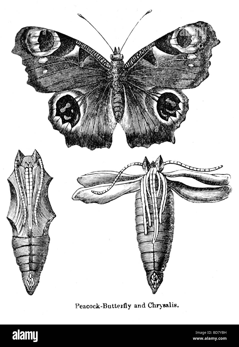 Chrysalide Noir Et Blanc Chrysalide Tattoo Added A New Photo.