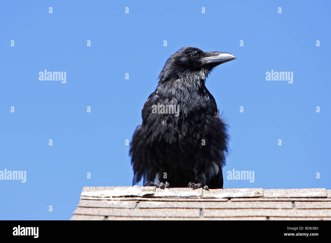 Grand corbeau Corvus corax avec ses plumes ébouriffées perché sur un ...