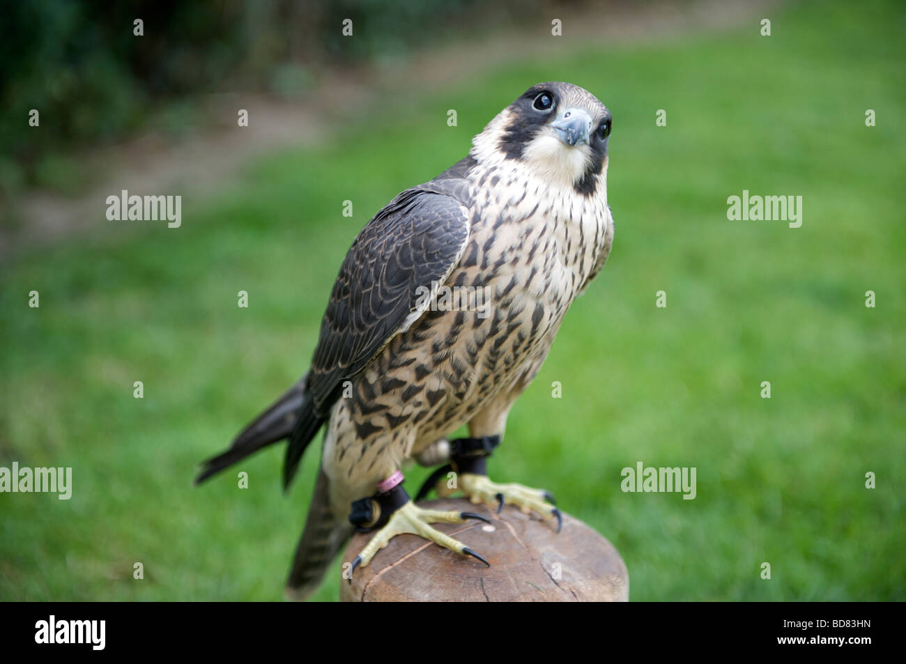 Jeune faucon Banque de photographies et d’images à haute résolution - Alamy