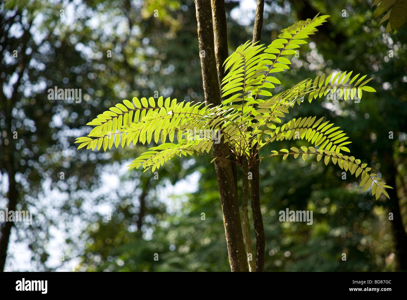Eurycoma longifolia Banque de photographies et d’images à haute ...