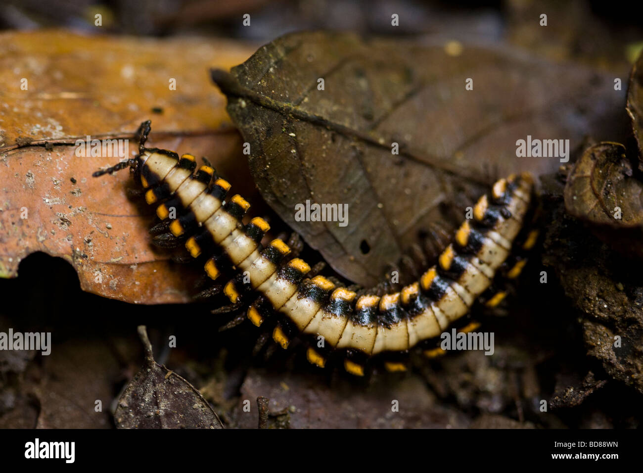 Nyssodesmus python Banque de photographies et d’images à haute ...