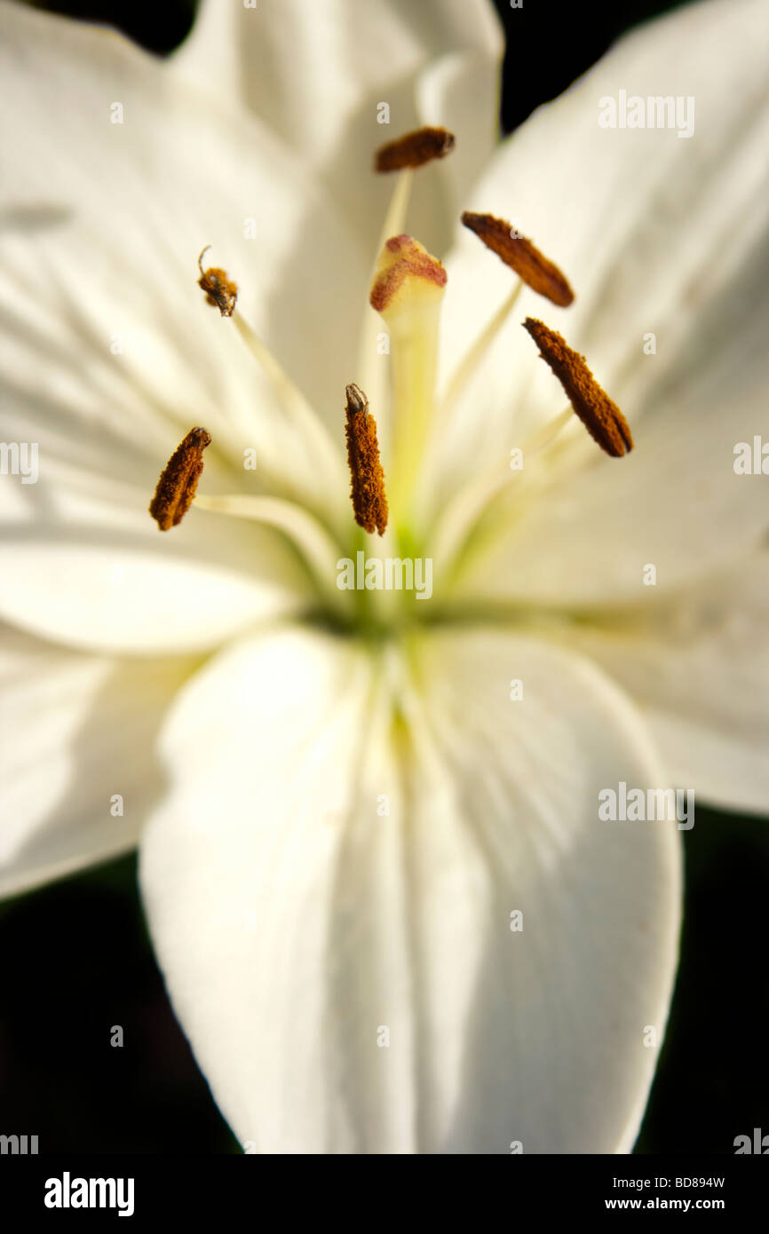 Fond de lys blanc Banque de photographies et d’images à haute résolution - Alamy