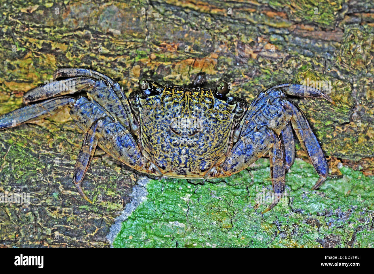 Arbre de crabe Banque de photographies et d’images à haute résolution ...