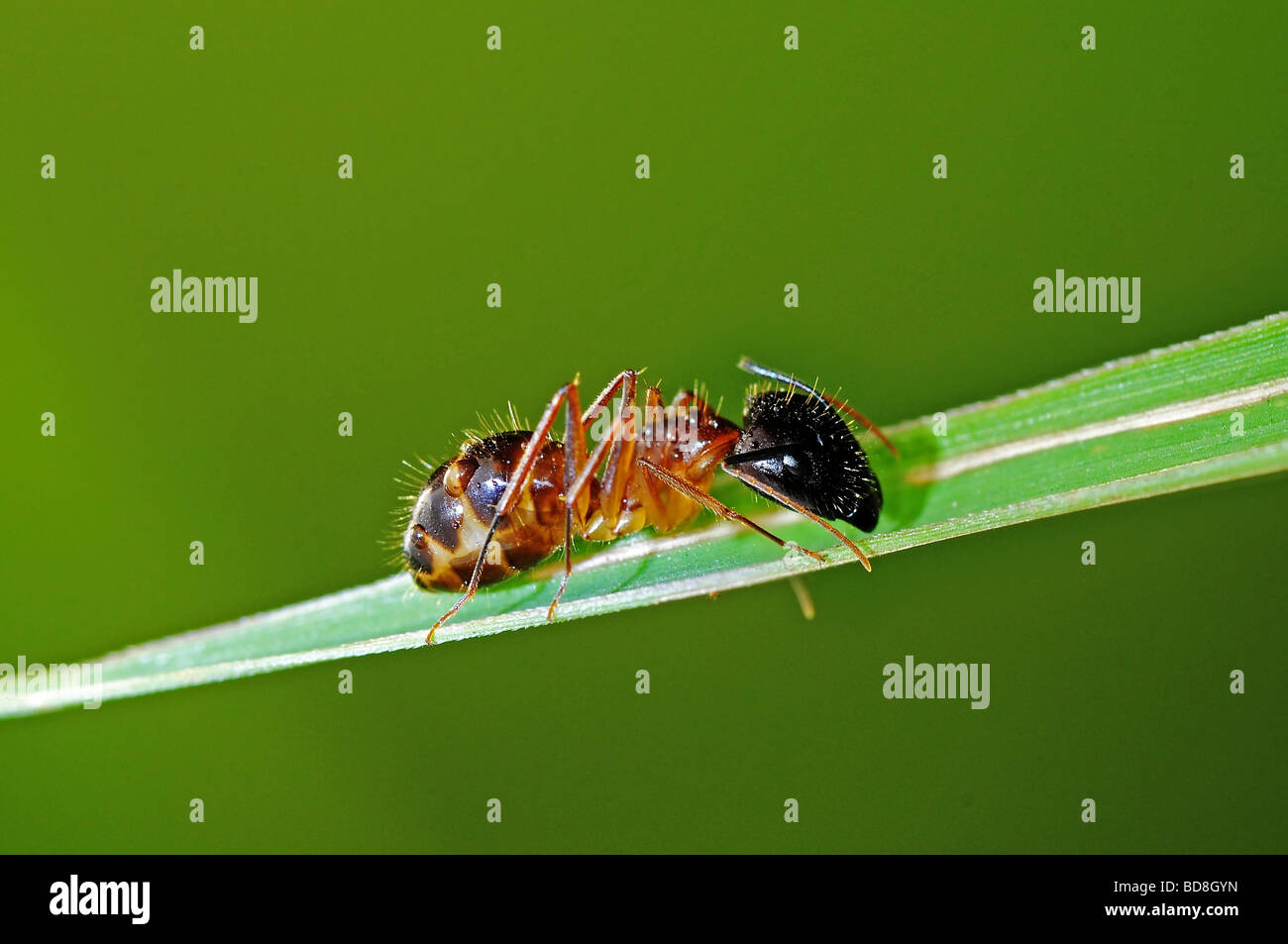 Fourmi rouge Banque de photographies et d’images à haute résolution - Alamy