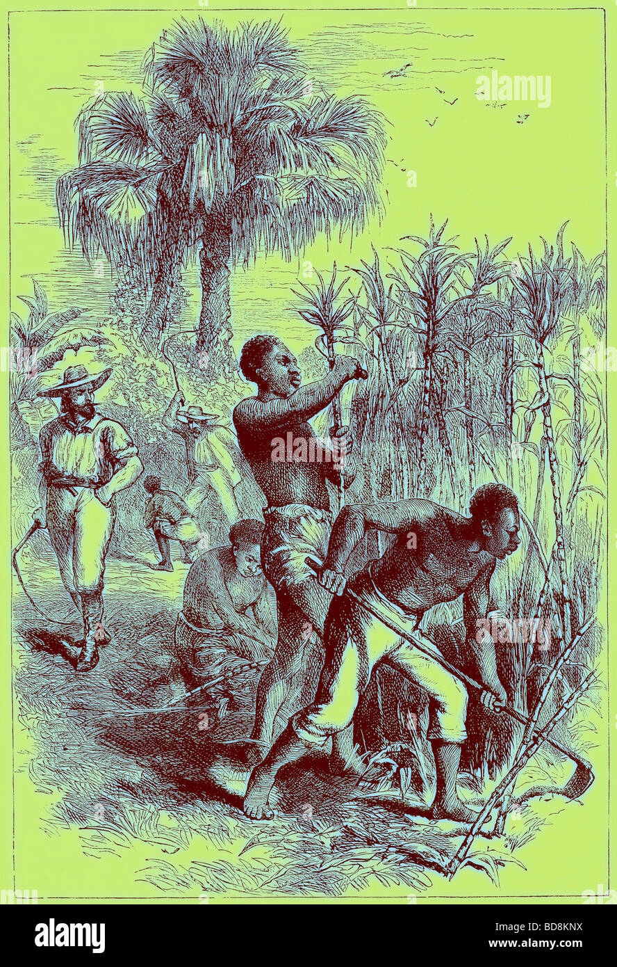 Slaves Plantation Banque d'image et photos - Alamy