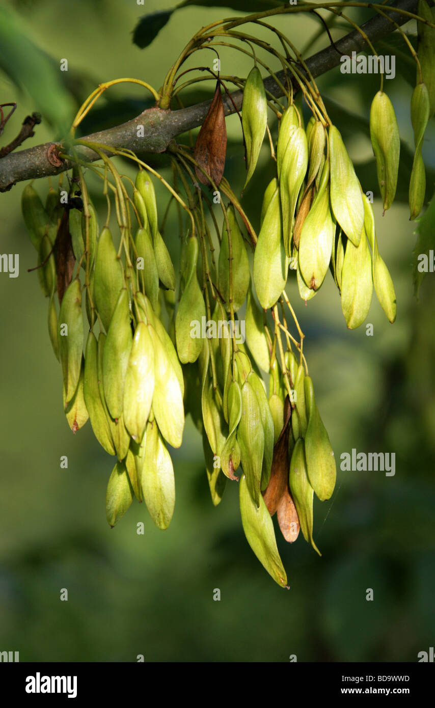 Fruits Fraxinus Excelsior Banque d'image et photos - Alamy