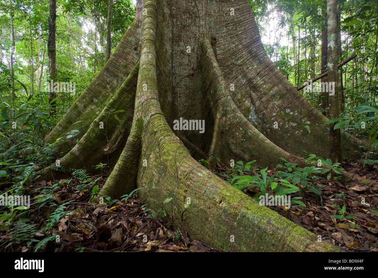 Arbre de racine de contrefort Banque de photographies et d’images à ...