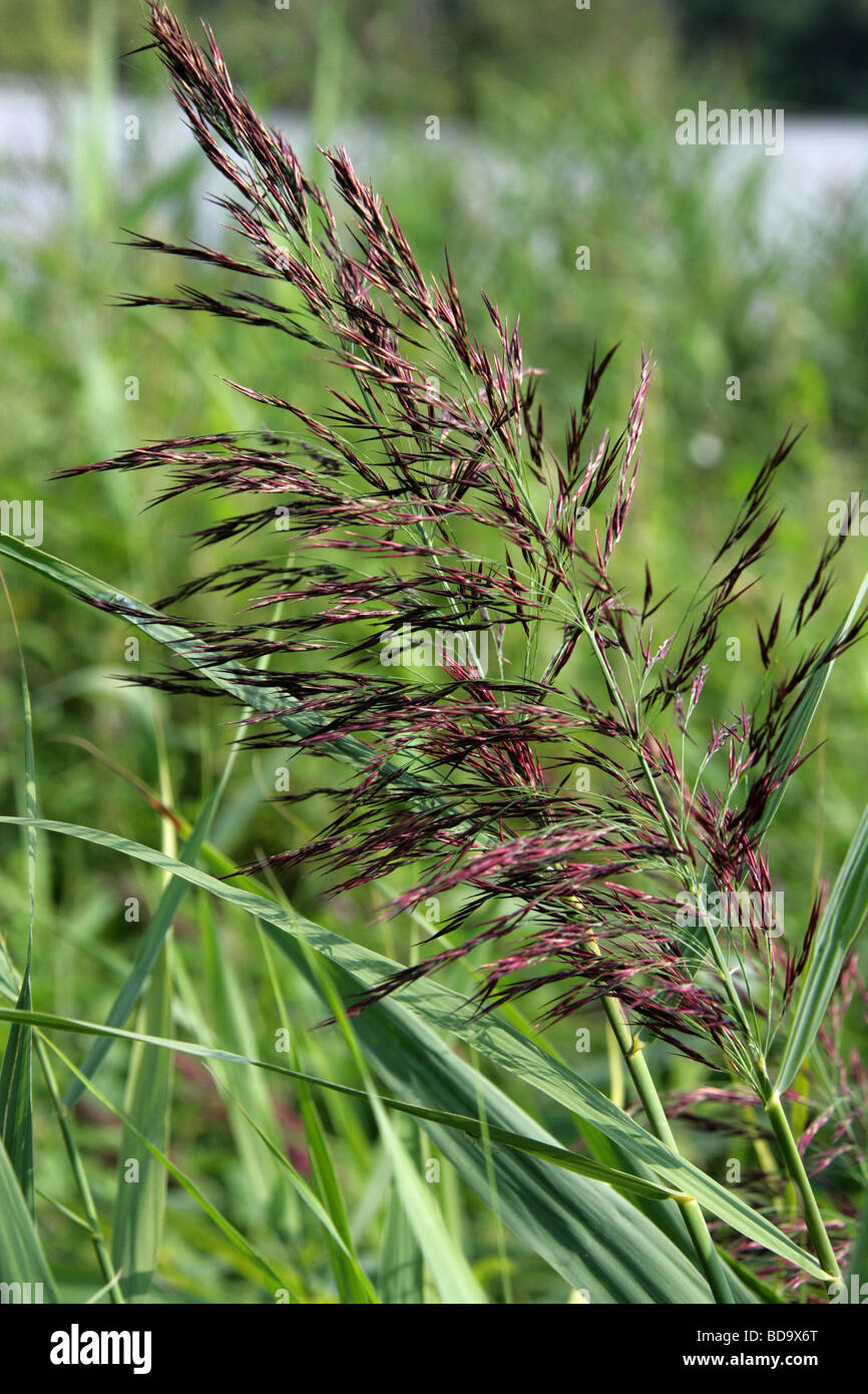 Phragmites australis common reed Banque de photographies et d’images à ...