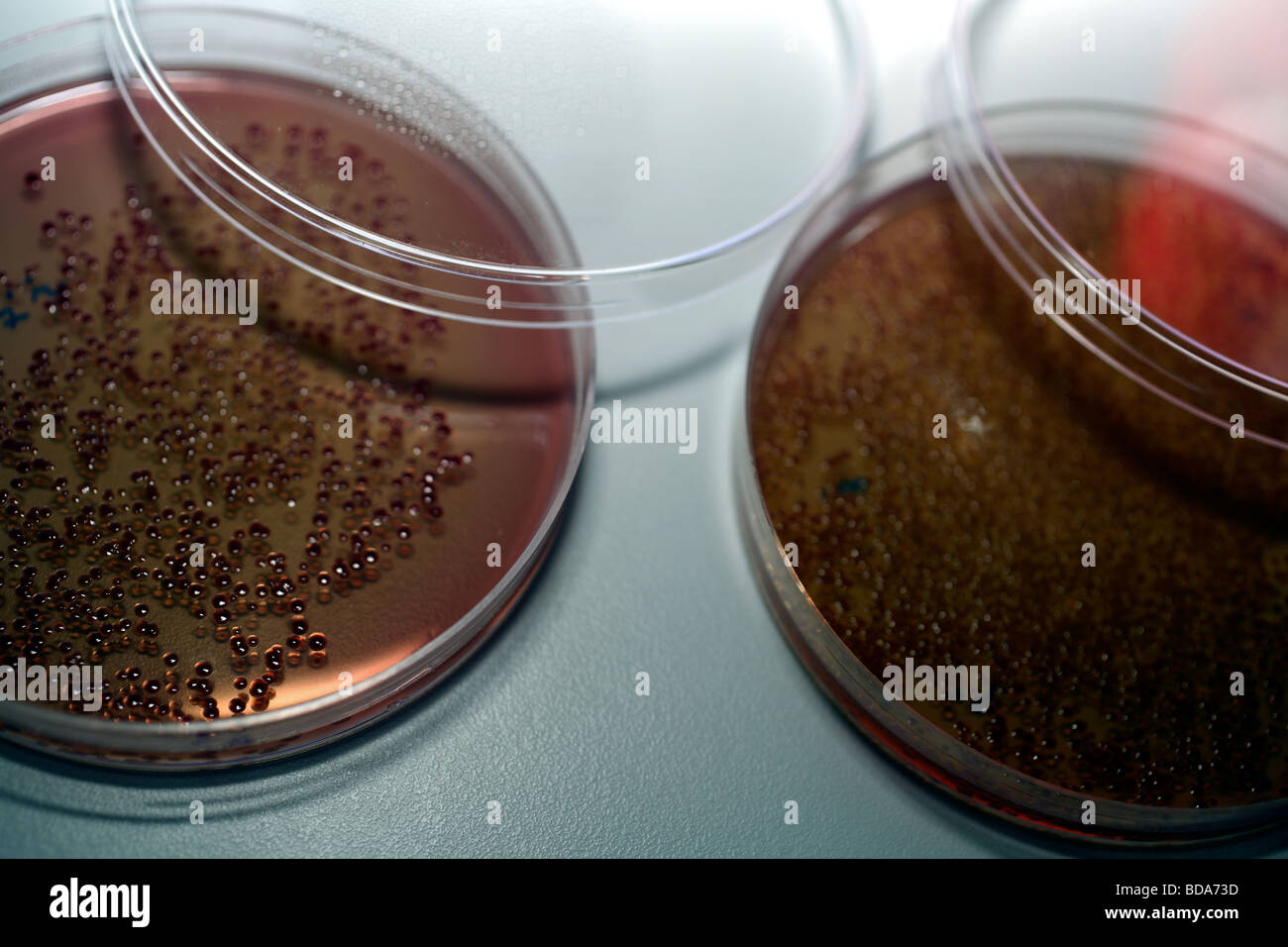 Nutrient agar medium Banque de photographies et d’images à haute ...