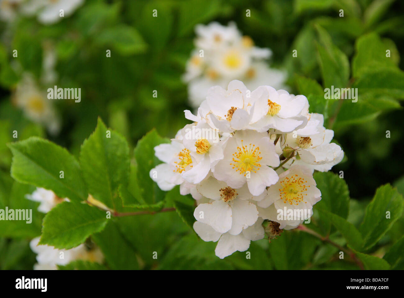 Wilde rose Banque de photographies et d’images à haute résolution - Alamy