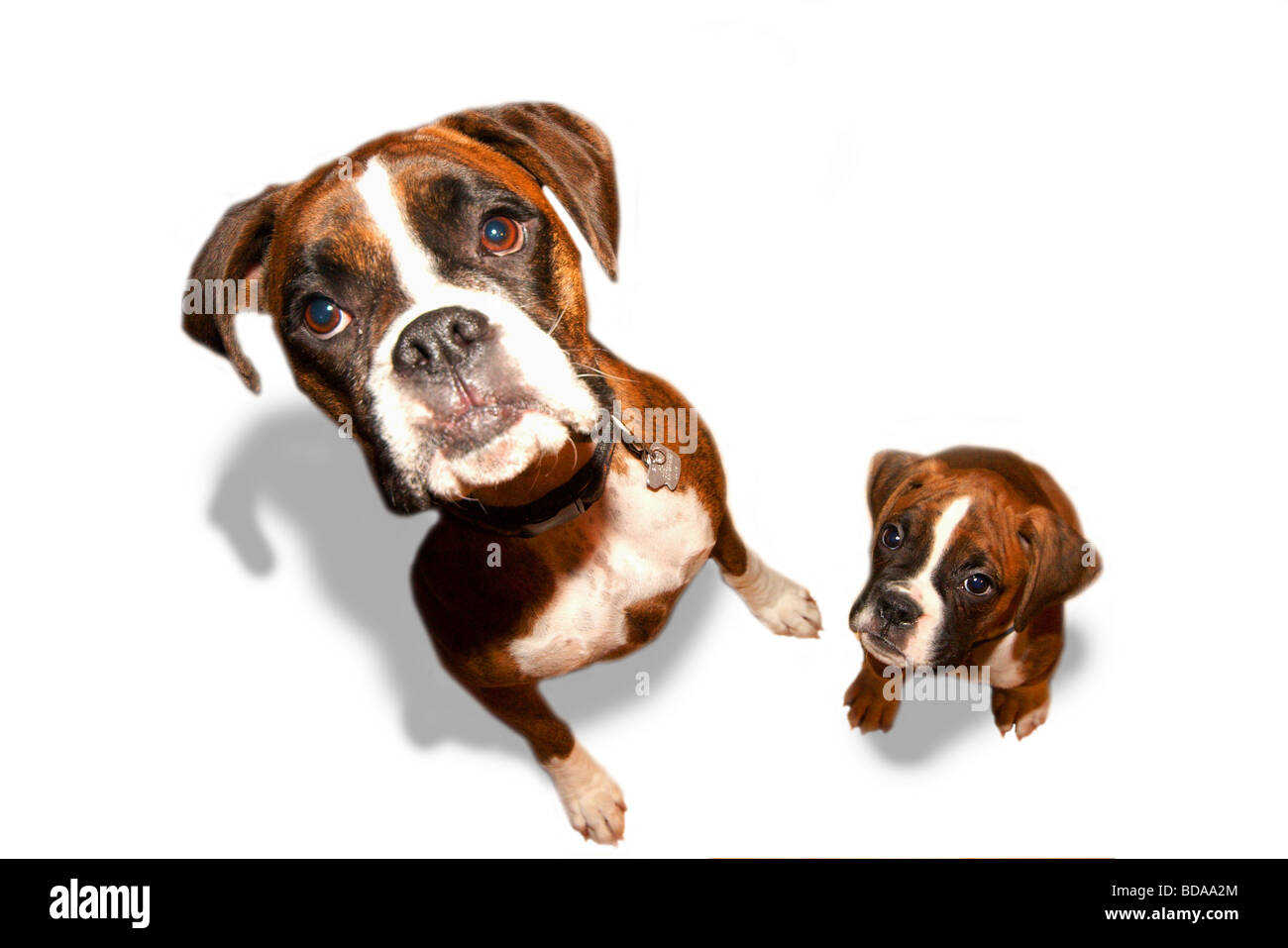 Boxer Puppy Face Banque d'image et photos - Alamy