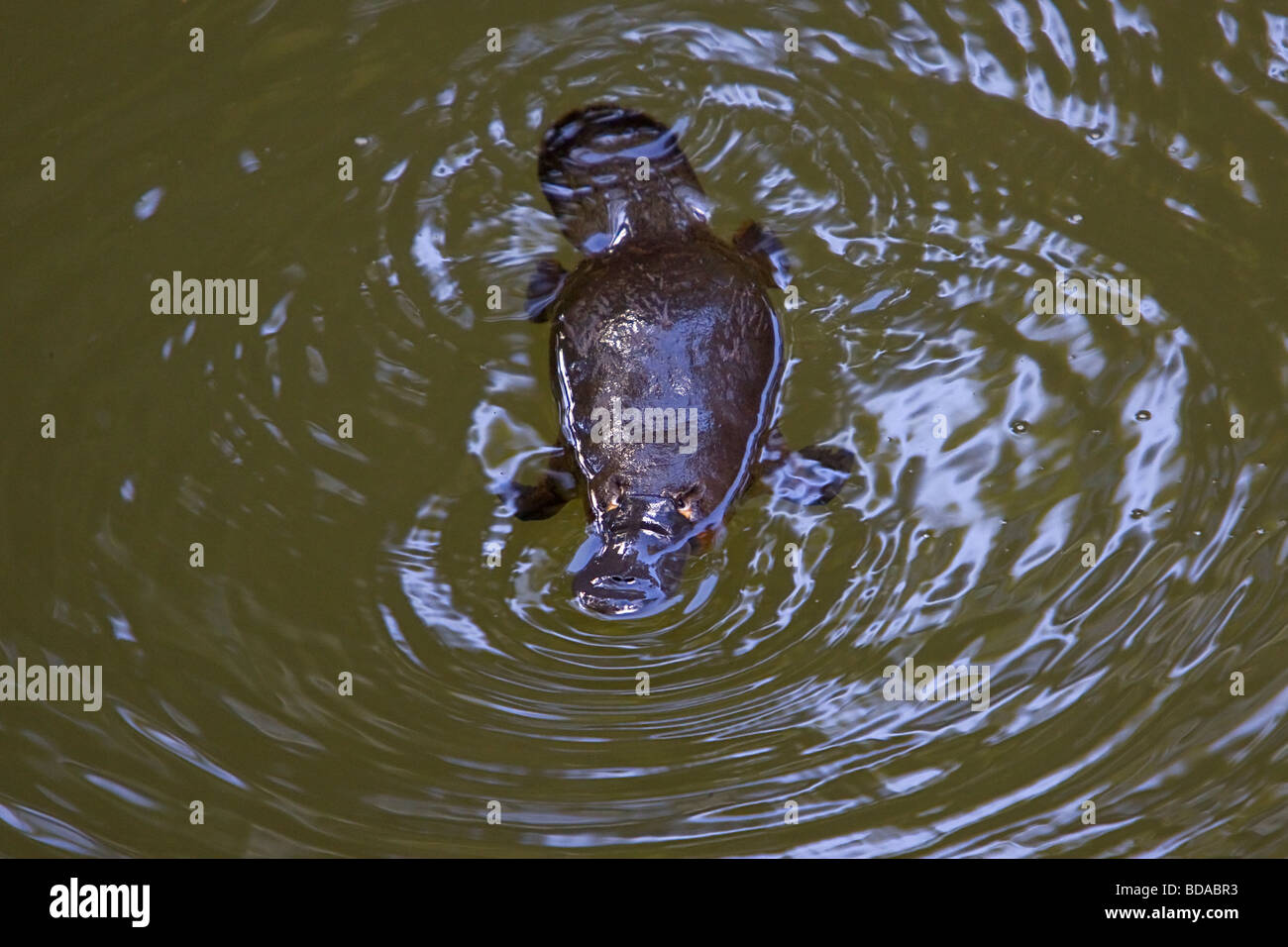 Ornithorhynchus anatinus Banque de photographies et d’images à haute ...