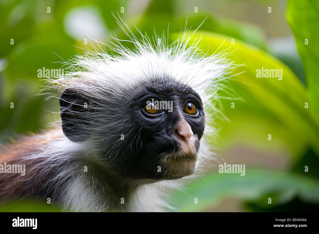 Singe Colobus rouge la forêt Jozani Zanzibar Photo Stock - Alamy