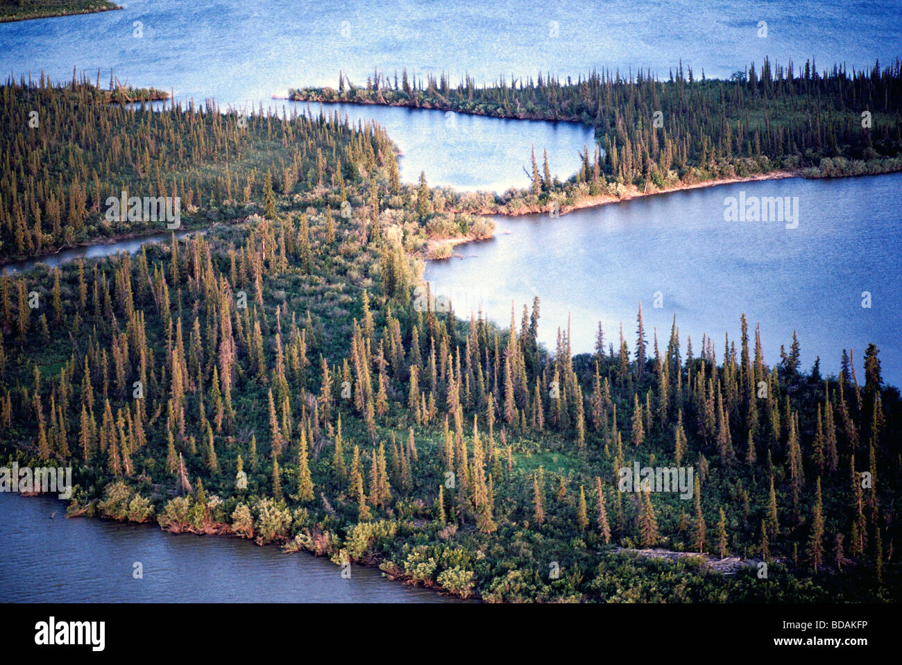 L'Épinette noire de la forêt boréale en croissance / Delta du fleuve ...