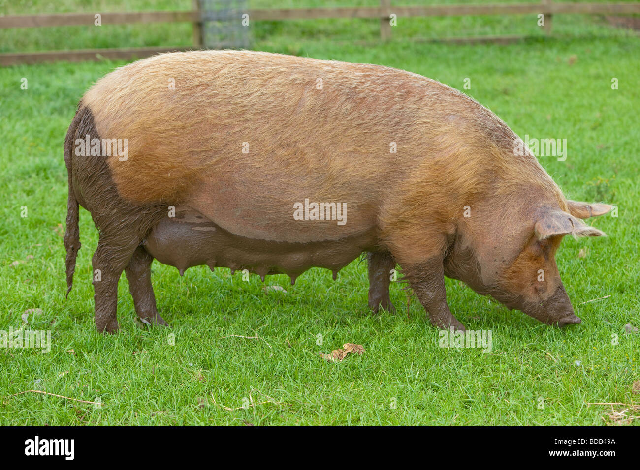 Race de porc rare Banque de photographies et d’images à haute résolution - Alamy