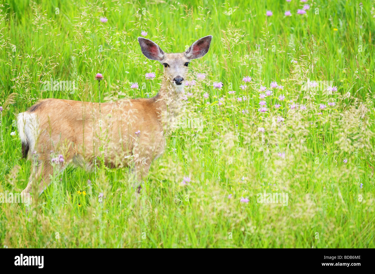 Une biche le cerf mulet (Odocoileus hemionus) broute dans un pré rempli ...