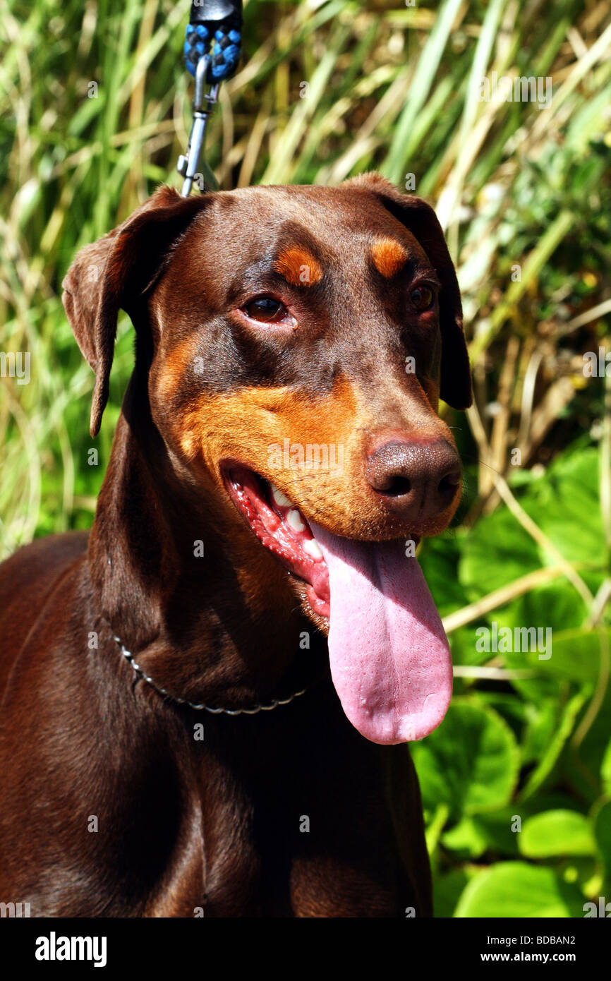 Chocolate doberman Banque de photographies et d’images à haute ...