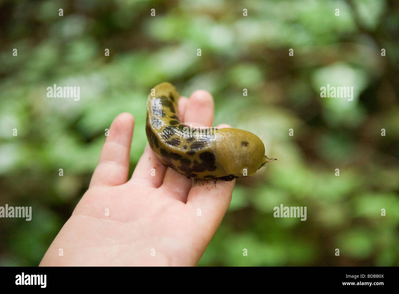 Rare slug Banque de photographies et d’images à haute résolution - Alamy