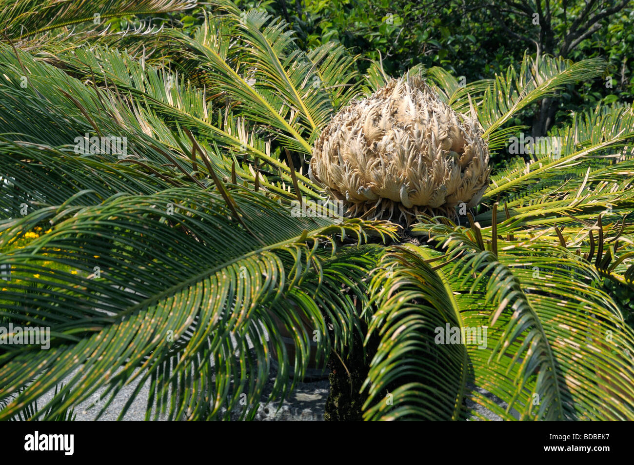 Cycas revoluta sago cycad Banque de photographies et d’images à haute ...