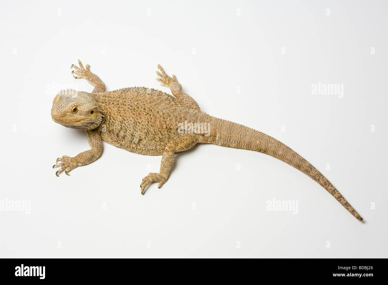 Lézard dragon barbu Banque de photographies et d’images à haute ...