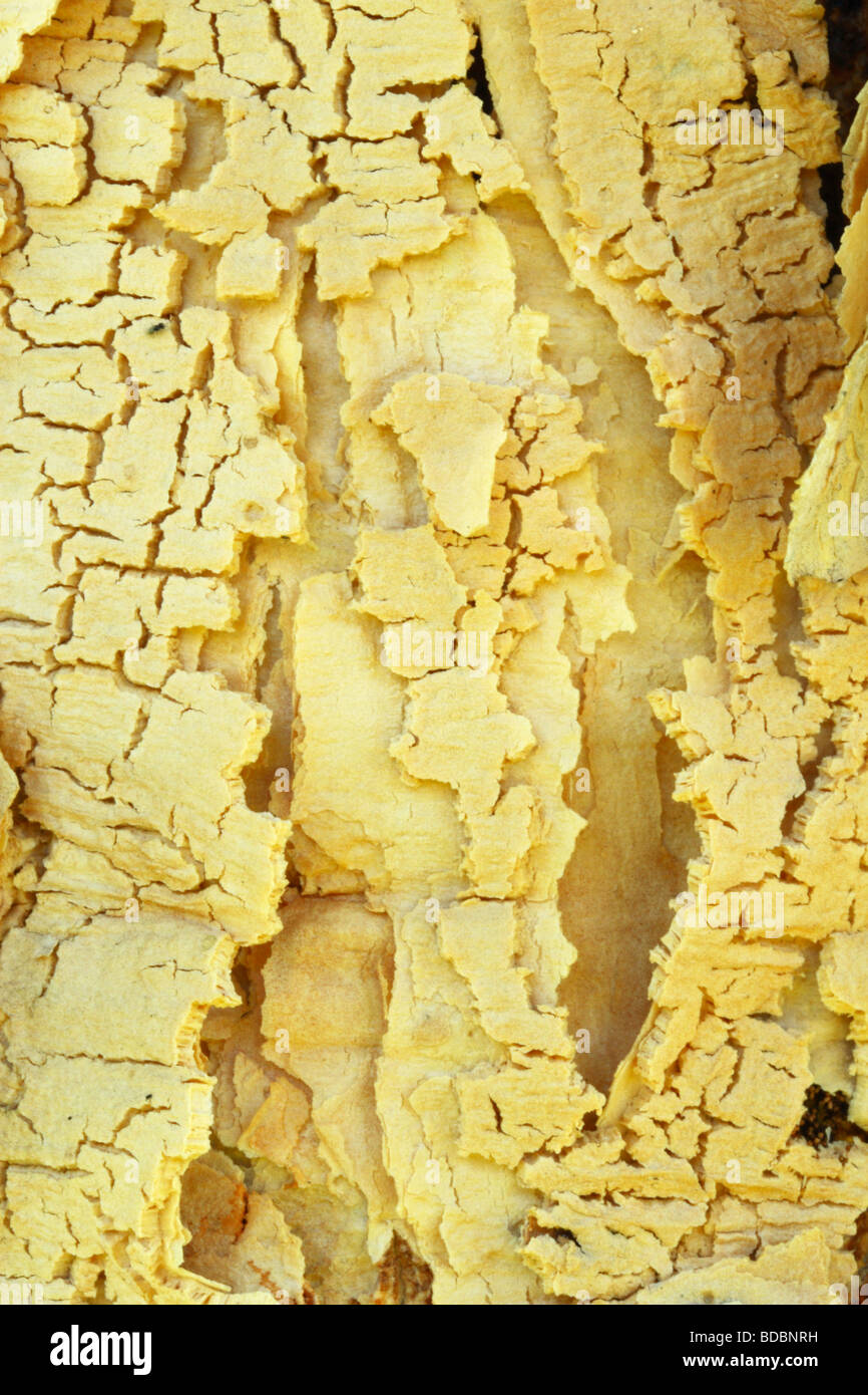 Acacia paperbark Banque de photographies et d’images à haute résolution ...