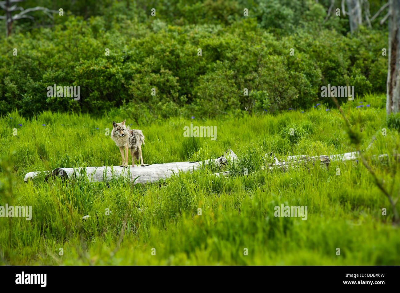 Animaux sauvages alaska Banque de photographies et d’images à haute ...