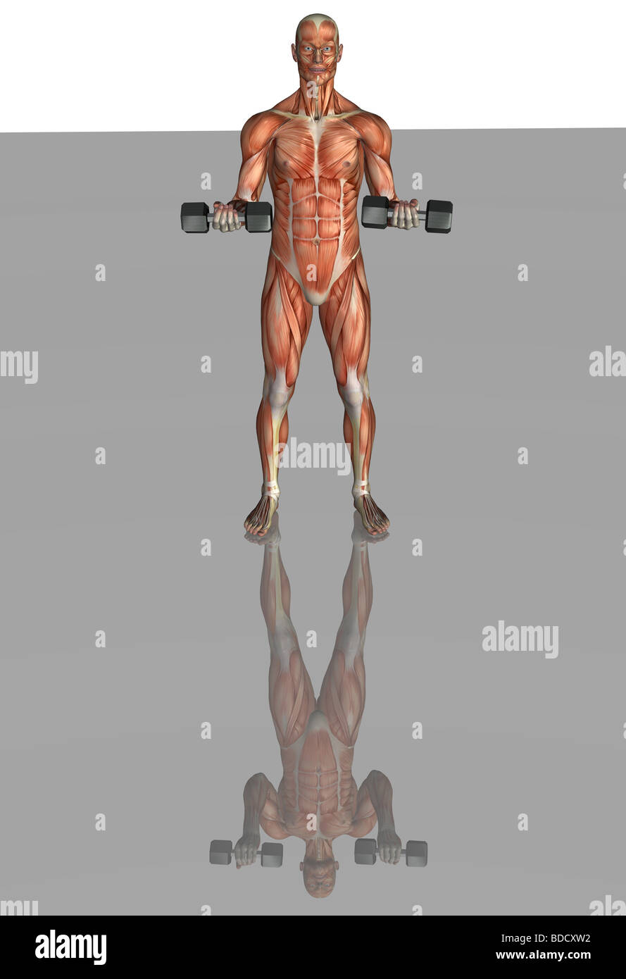 Anatomie des muscles masculins Banque de photographies et d’images à ...