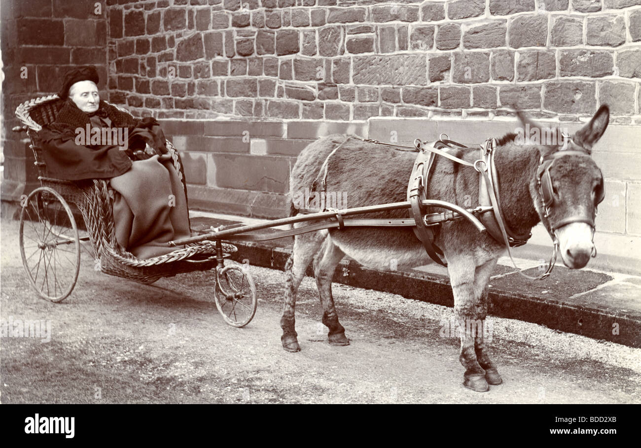 âne comique Banque de photographies et d’images à haute résolution - Alamy