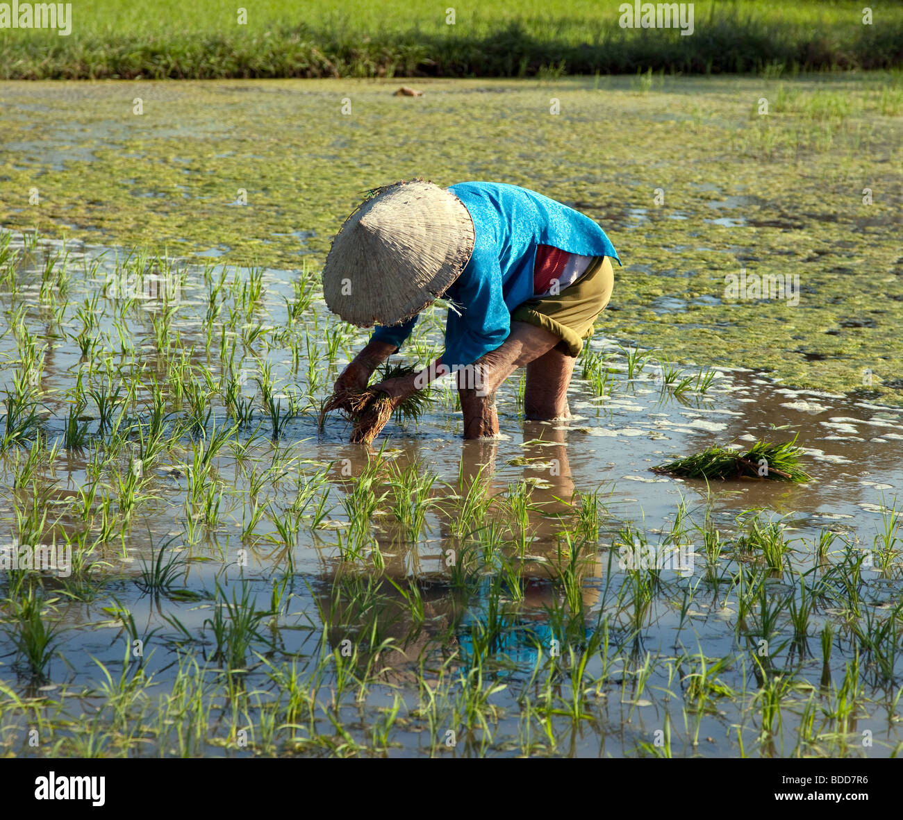 Vietnamese rice paddy farmer working Banque de photographies et d ...