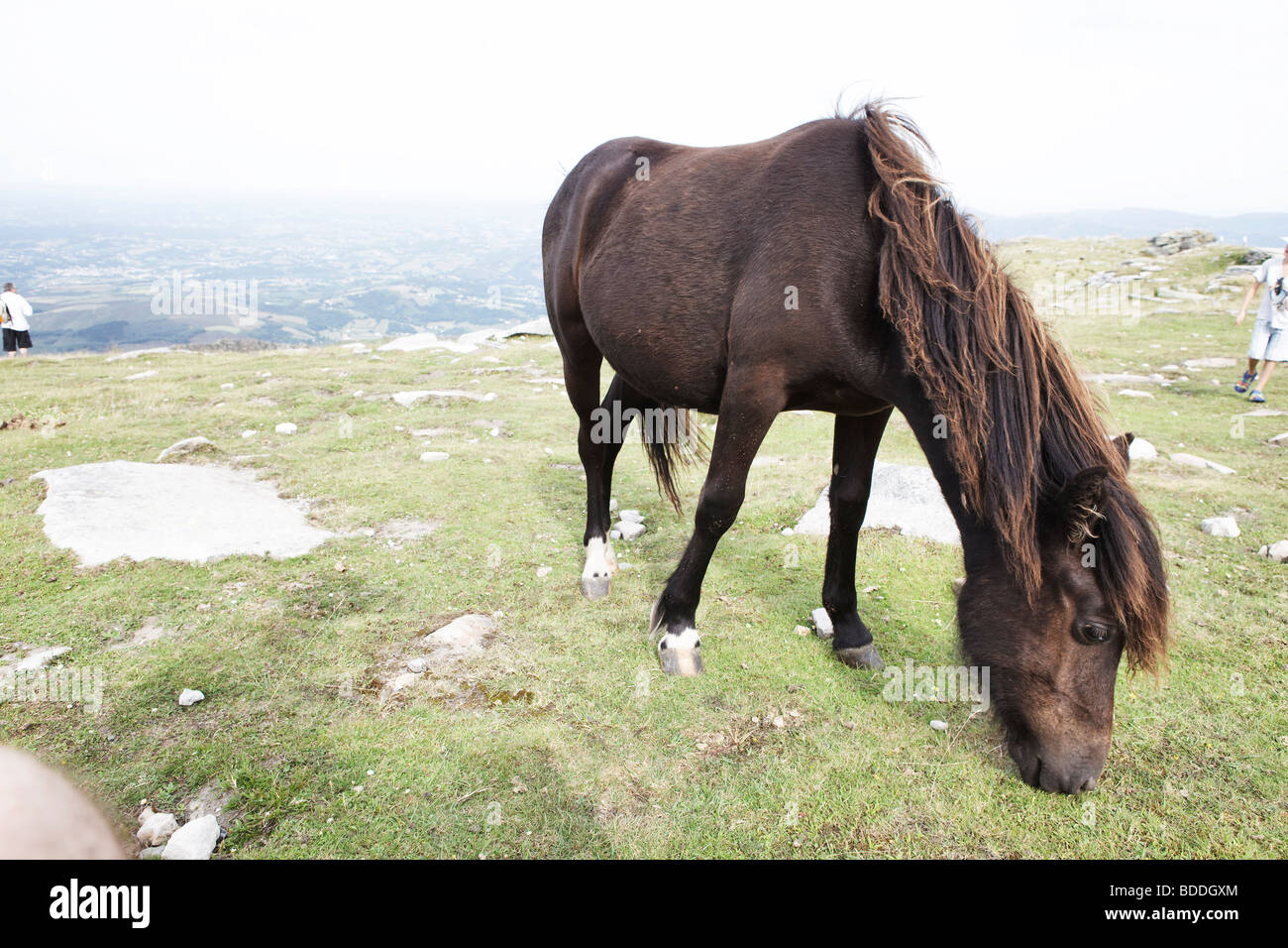 Poney Pottok sauvages sur la Rhune et point d'observation, Pays Basque ...