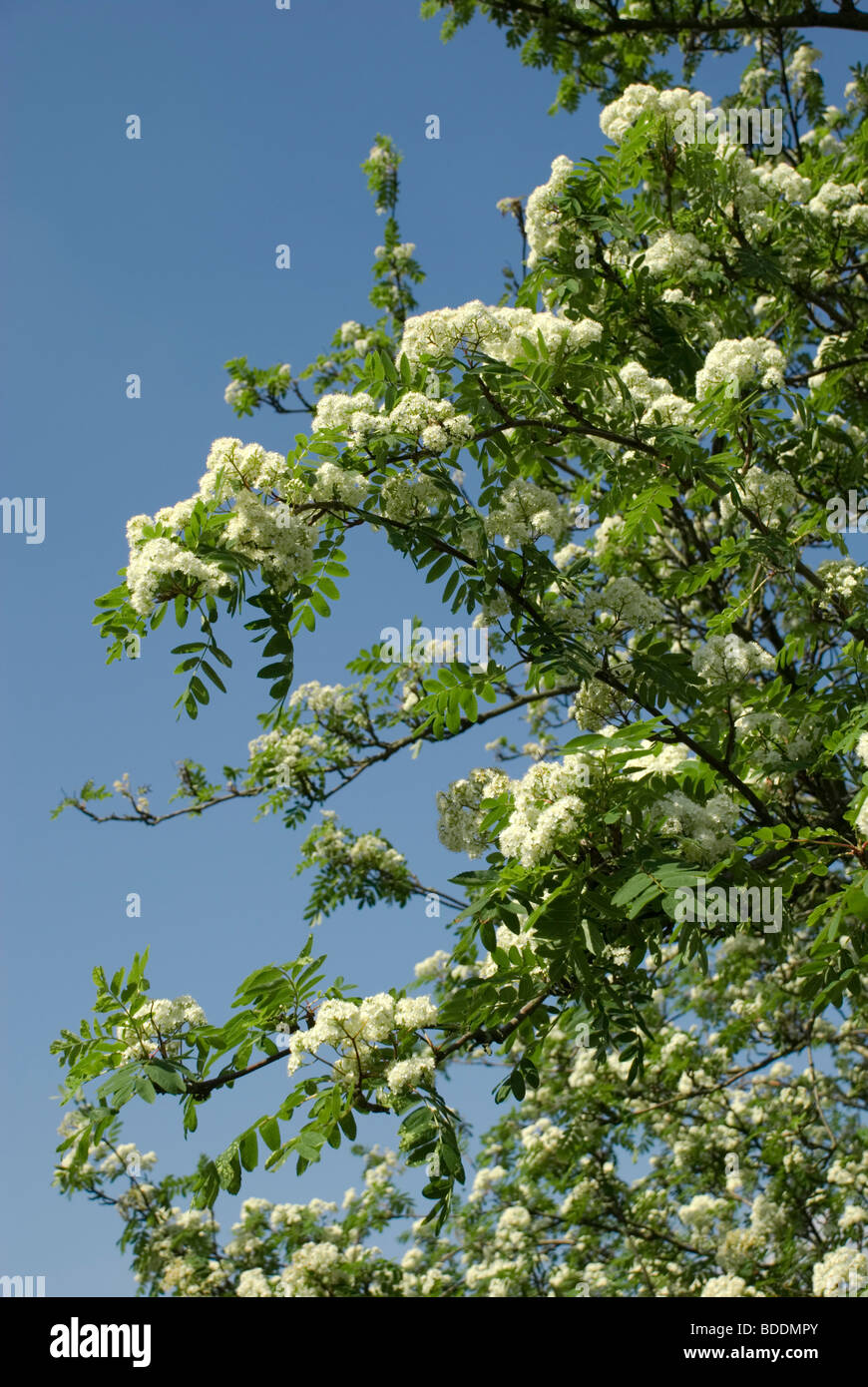 Rowan sorbus aucuparia Banque de photographies et d’images à haute ...