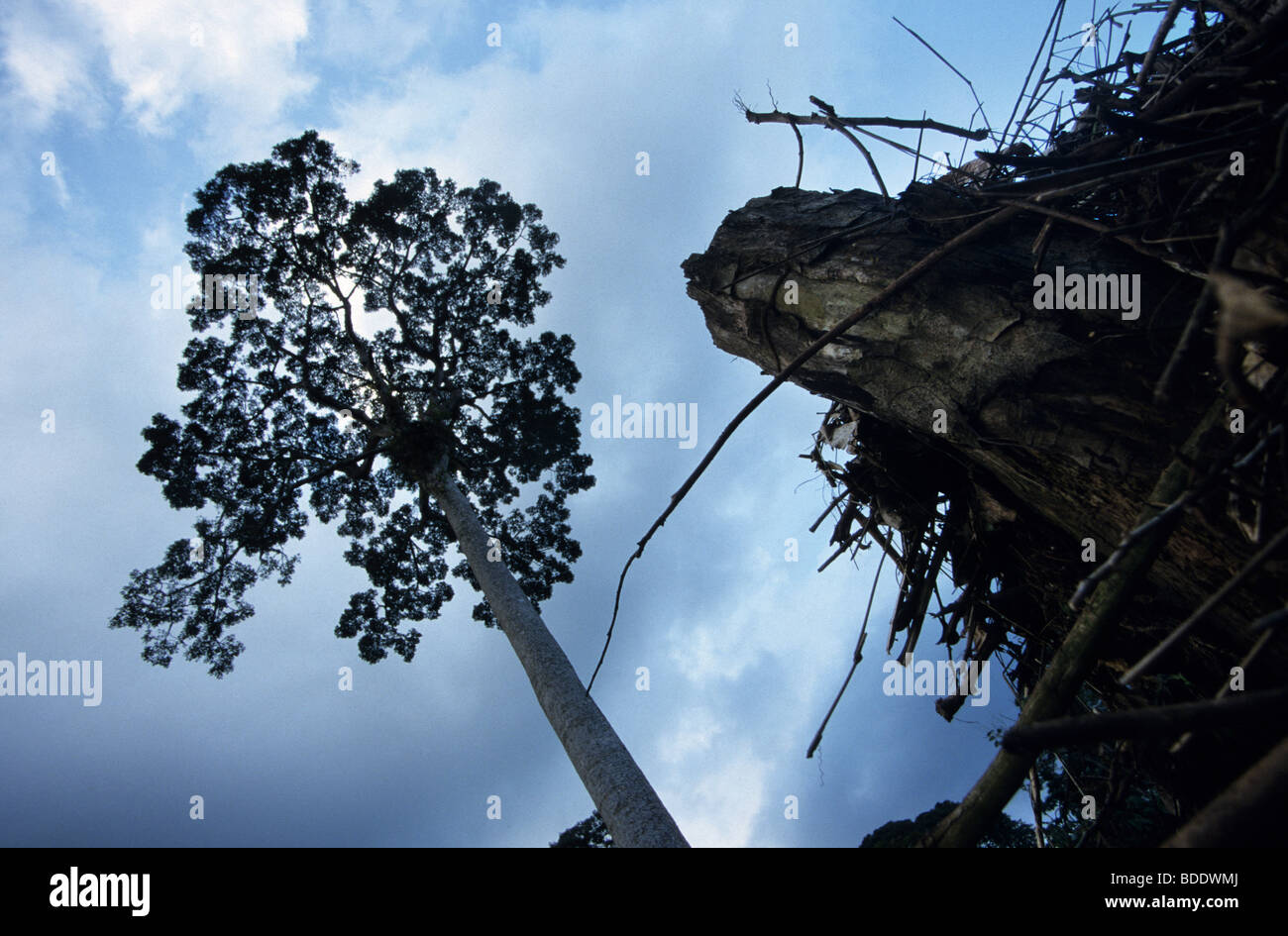 Un arbre isolé après que ses voisins ont été abattus dans la forêt ...