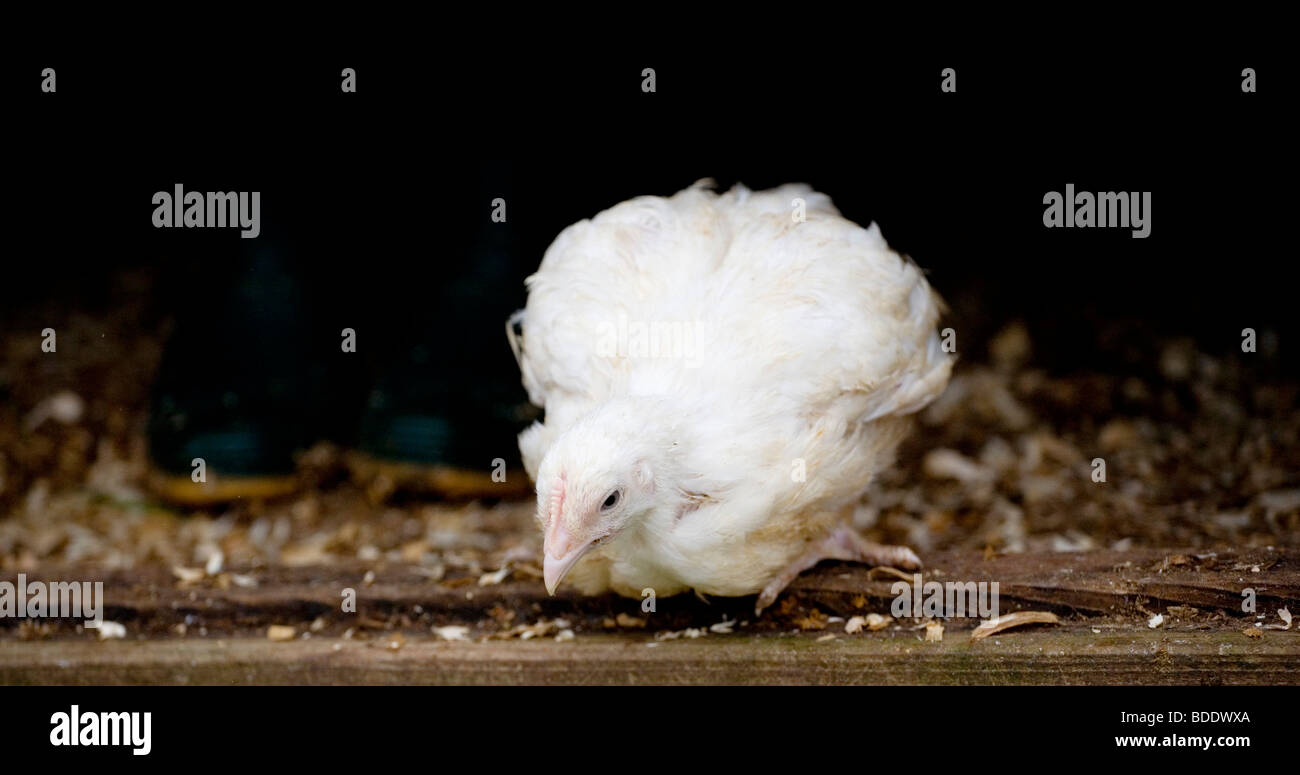élevage de poulets de chair Banque de photographies et d’images à haute ...