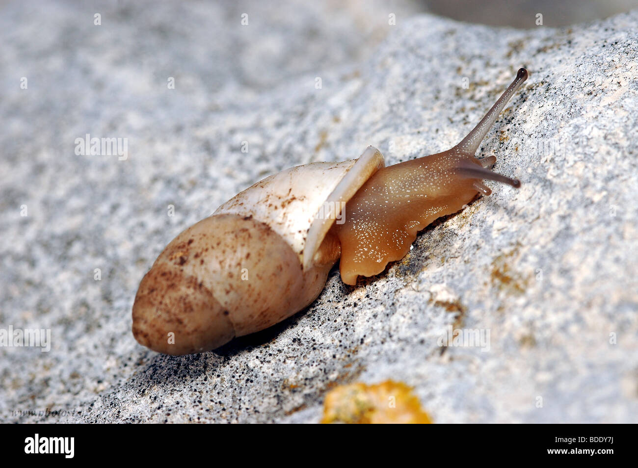 Escargots sur le rocher Banque de photographies et d’images à haute ...