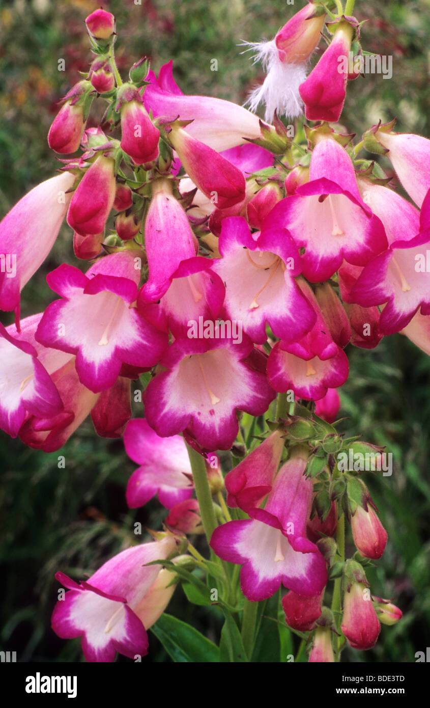 Penstemon laura Banque de photographies et d’images à haute résolution ...