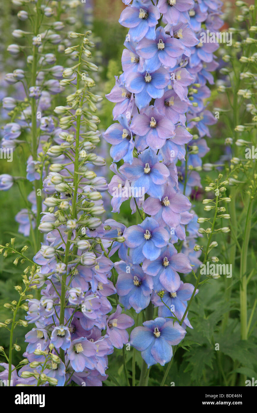 Delphinium elatum Delphinium bleu Photo Stock - Alamy