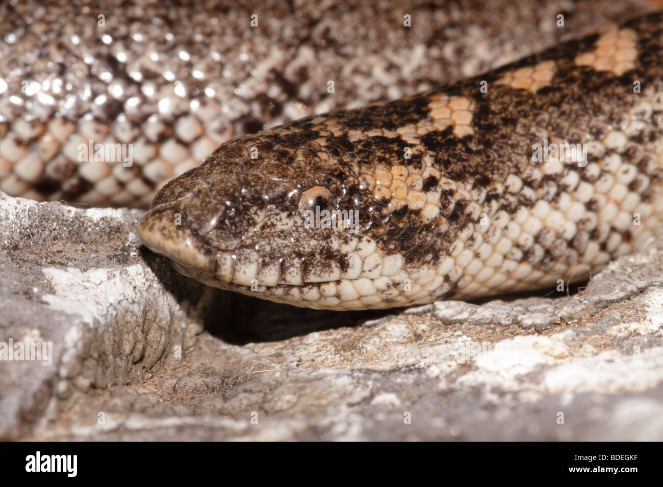 Jaculus jaculus Banque de photographies et d’images à haute résolution ...