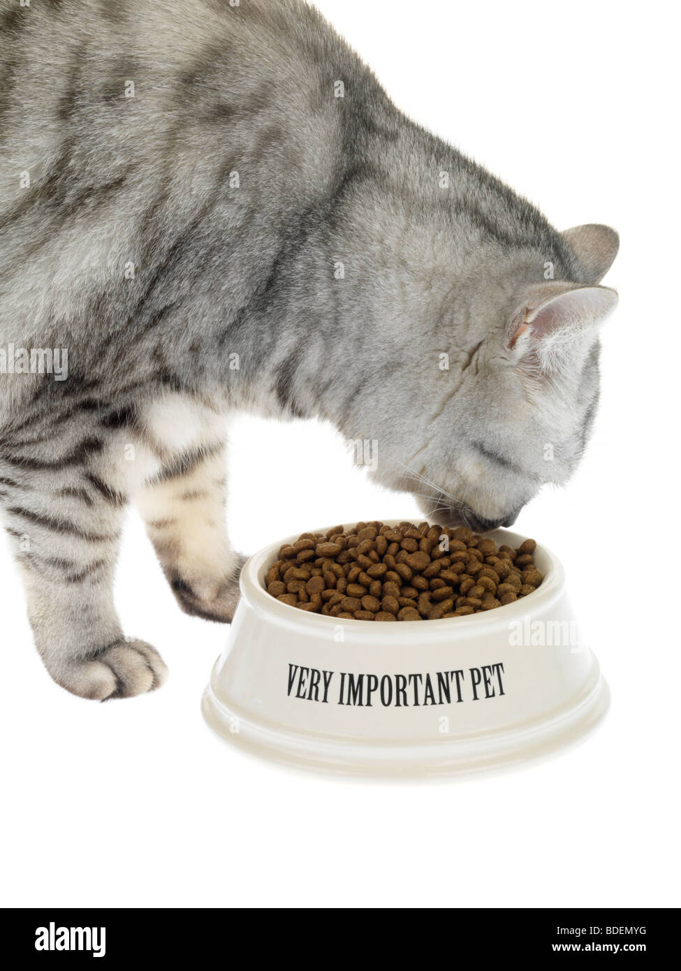 Chat en train de manger Banque de photographies et d’images à haute ...