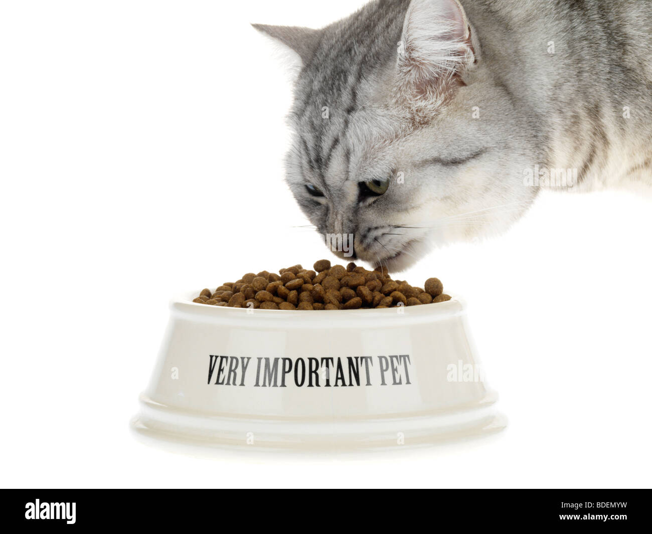 Chat en train de manger Banque de photographies et d’images à haute ...