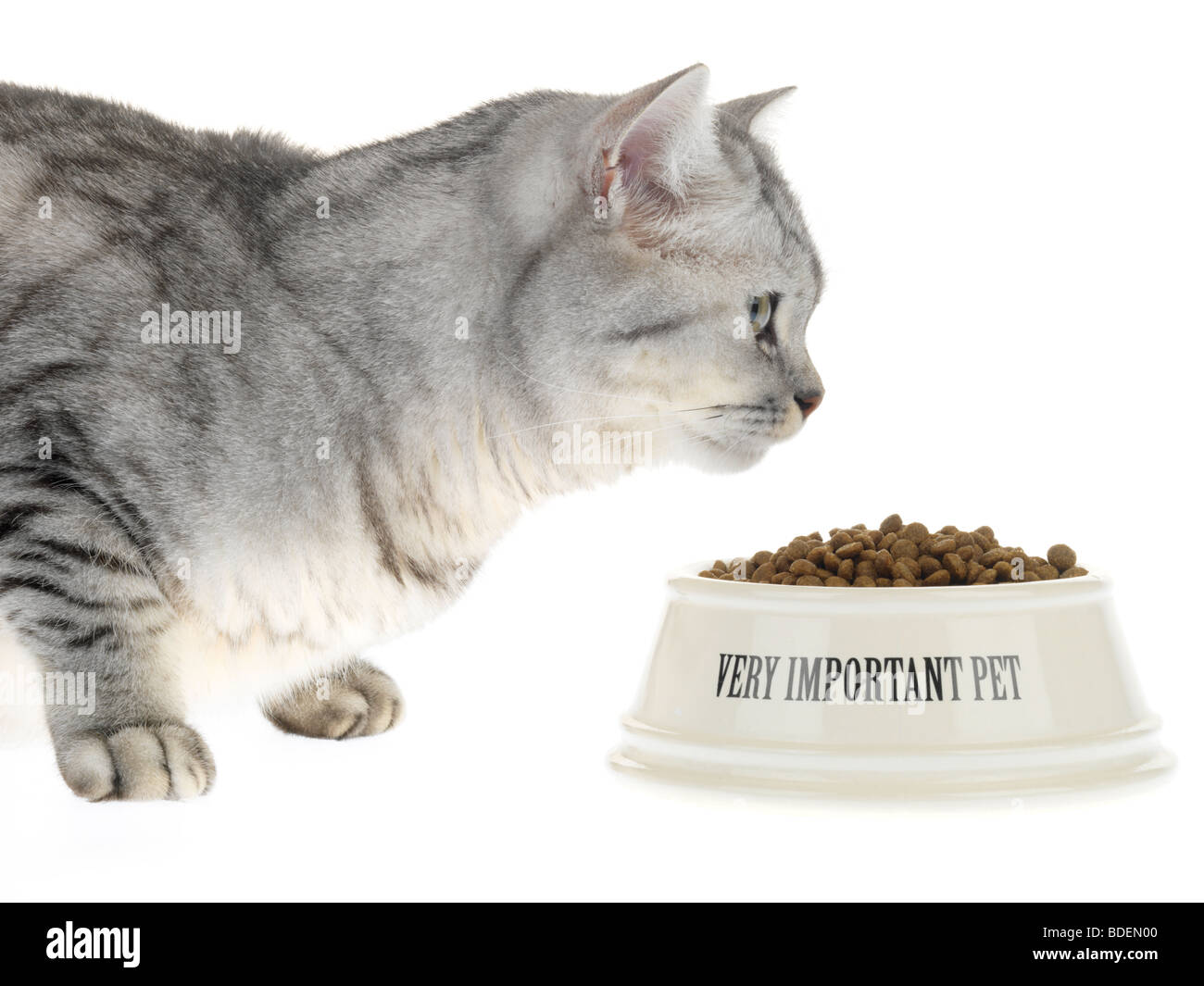 Chat en train de manger Banque de photographies et d’images à haute ...