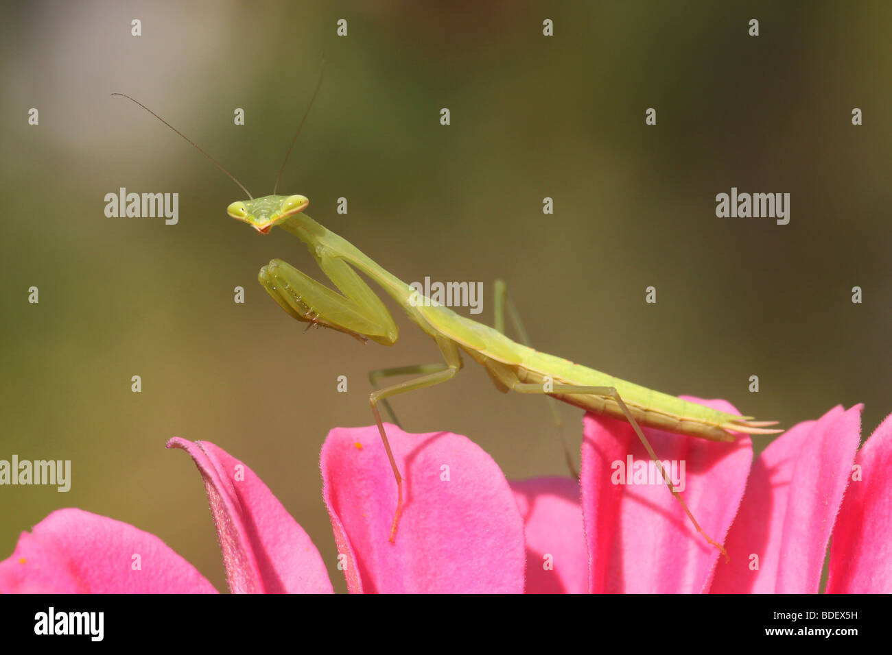 Insecte mante religieuse Banque de photographies et d’images à haute ...