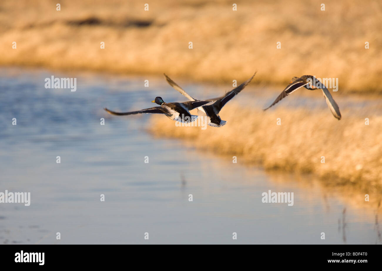Canards colvert en vol Banque de photographies et d’images à haute ...