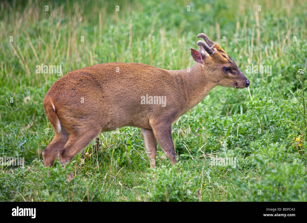 Reeves muntjac Banque de photographies et d’images à haute résolution ...