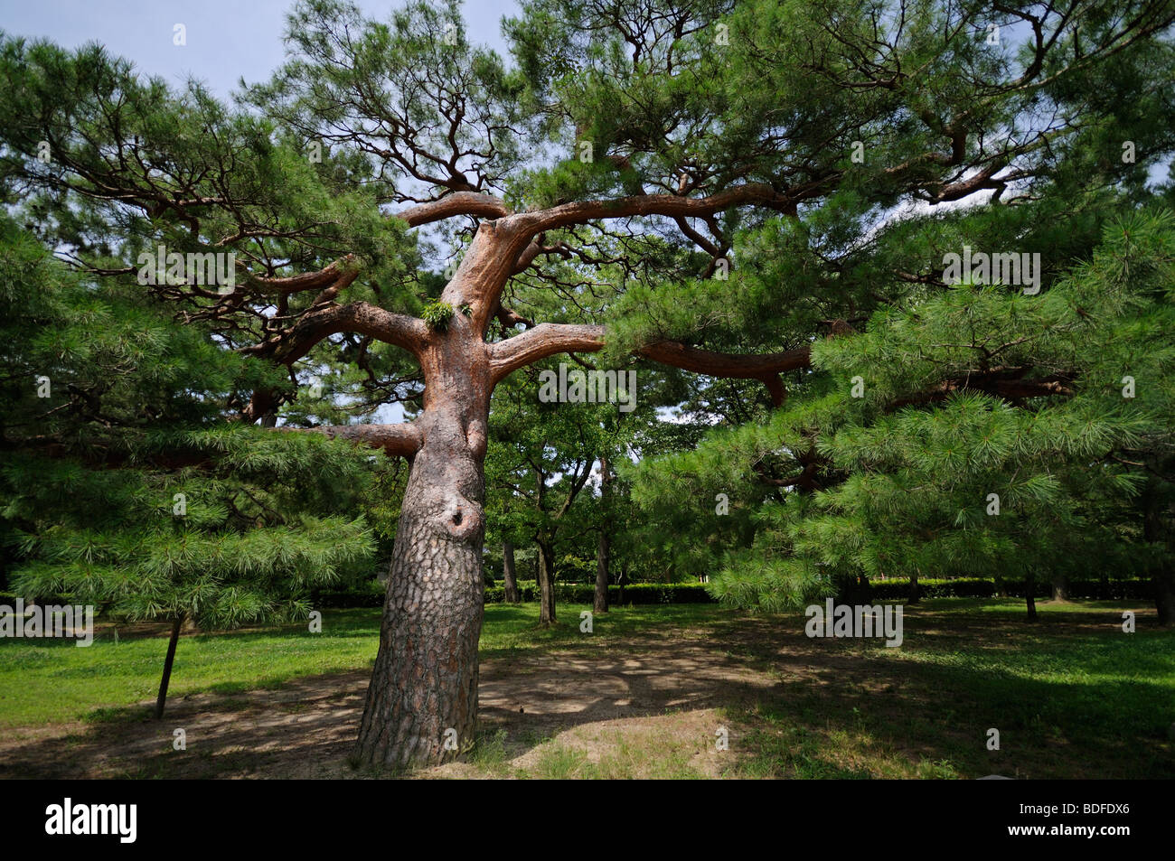 Pin rouge japonais pinus densiflora Banque de photographies et d’images ...