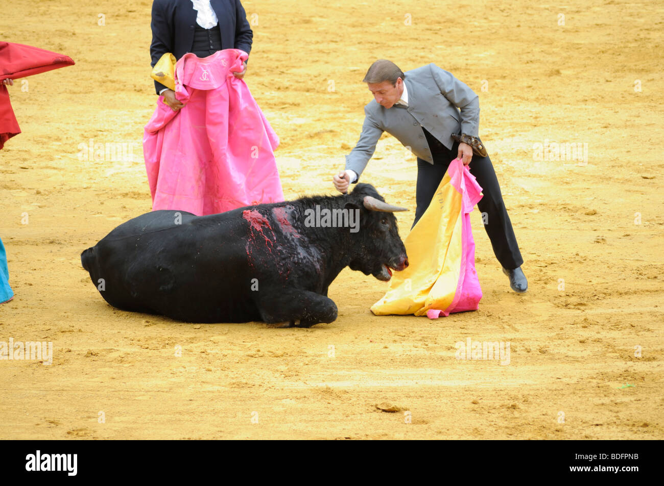 Dead bull Banque de photographies et d’images à haute résolution - Alamy