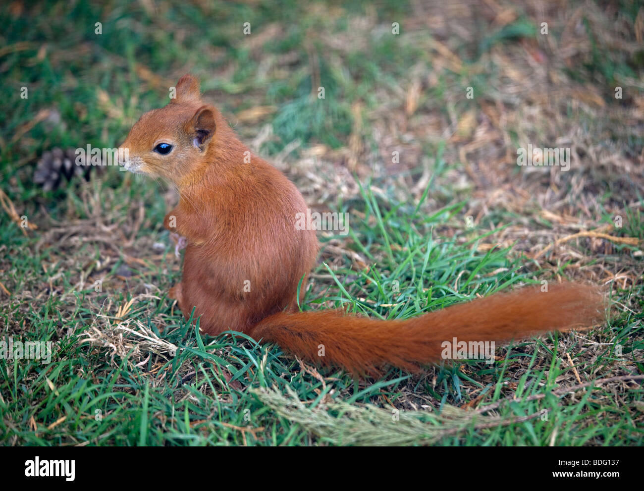 Jeunes écureuils roux sciurus vulgaris Banque de photographies et d ...