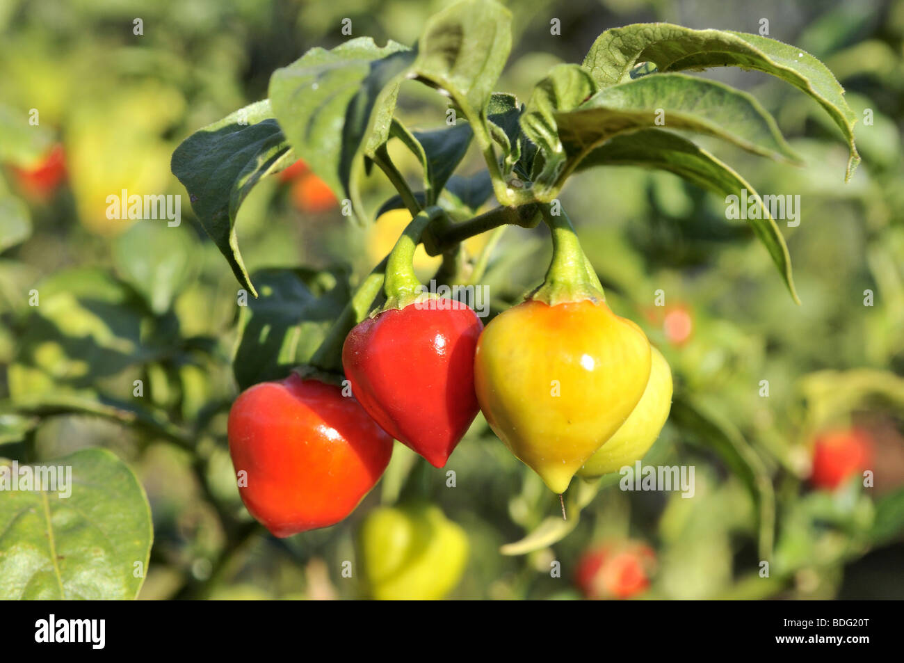 Photos de piments rouges Banque de photographies et d’images à haute ...