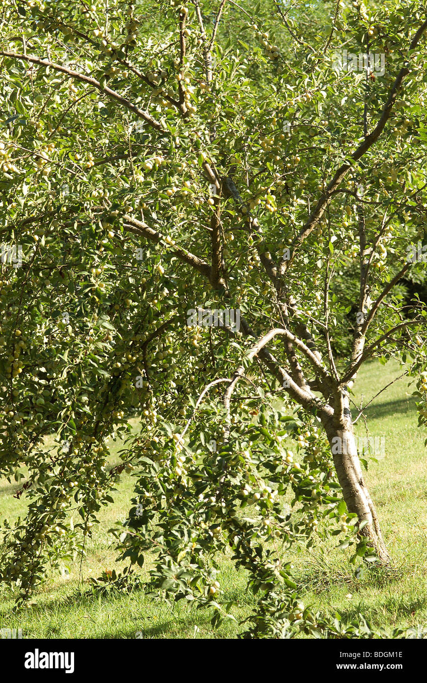 Arbre mirabelles Banque de photographies et d’images à haute résolution ...