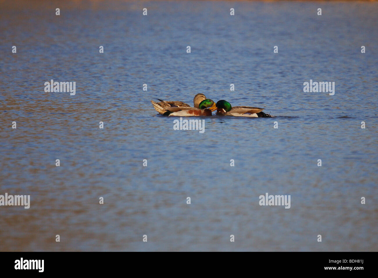 Accouplement colvert Banque de photographies et d’images à haute ...