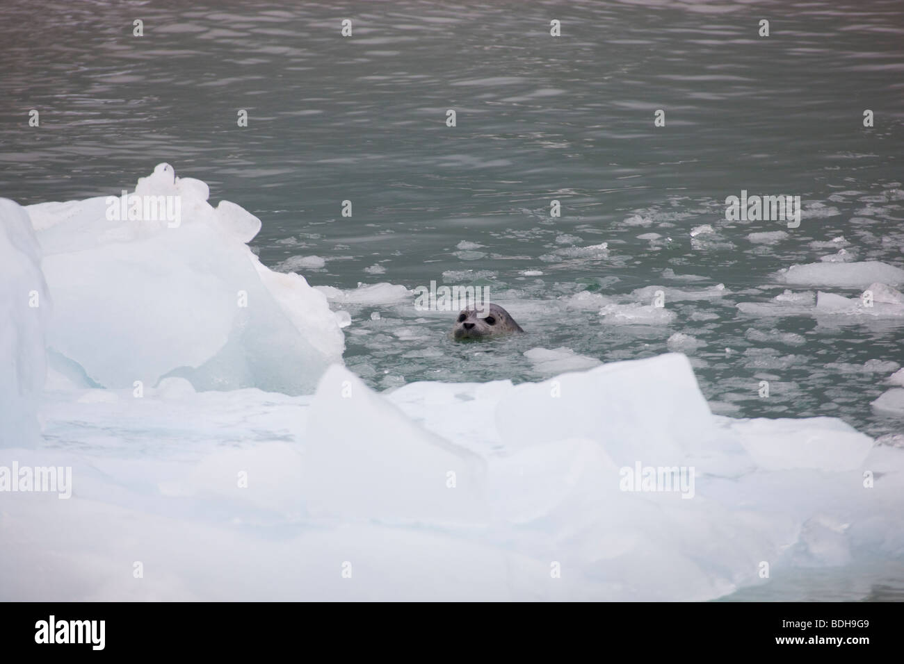 Wild animals of glacier national park the mammals Banque de photographies et d’images à haute ...
